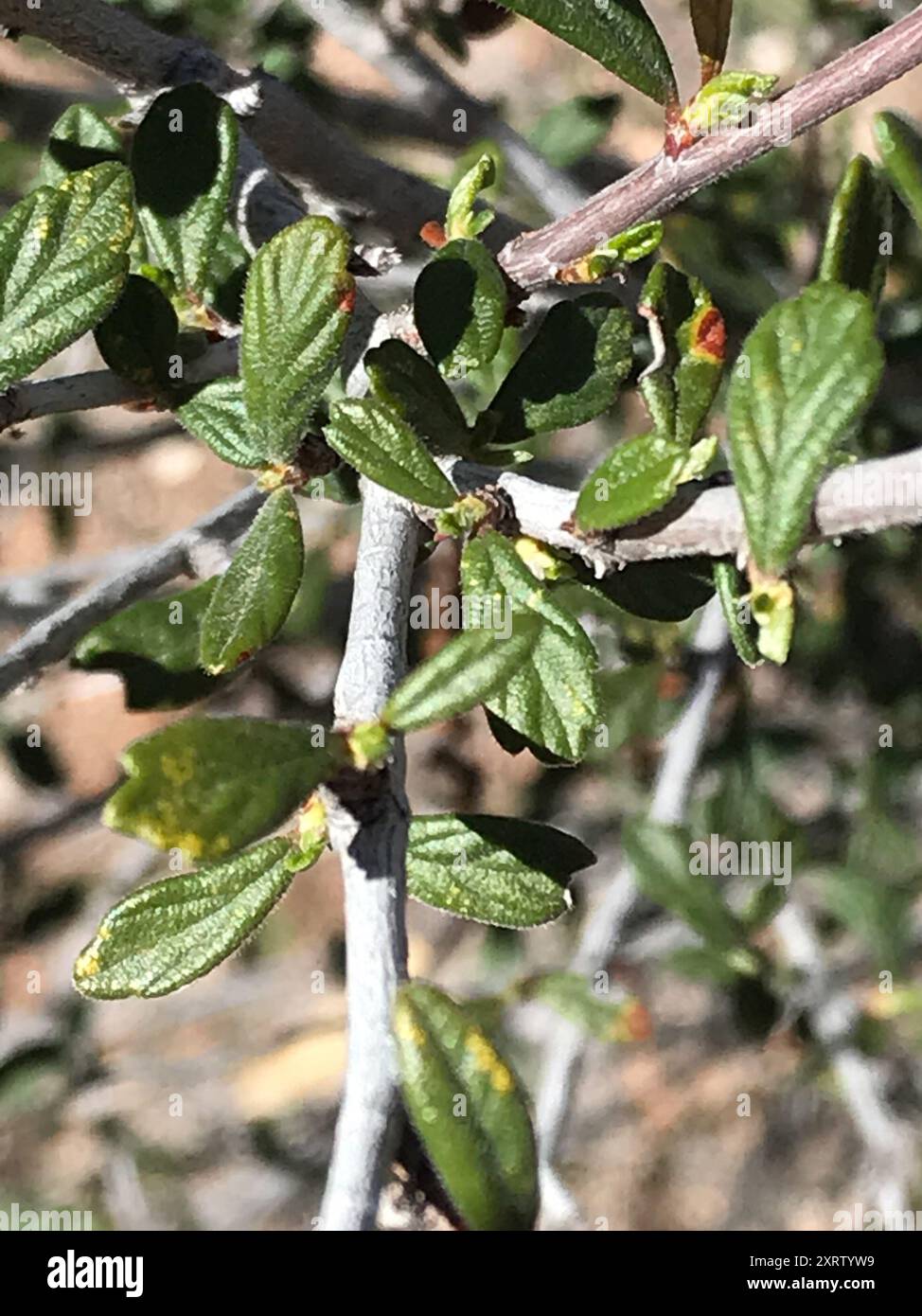 Alderleaf Mountain Mahogany (Cercocarpus montanus) Plantae Stock Photo ...