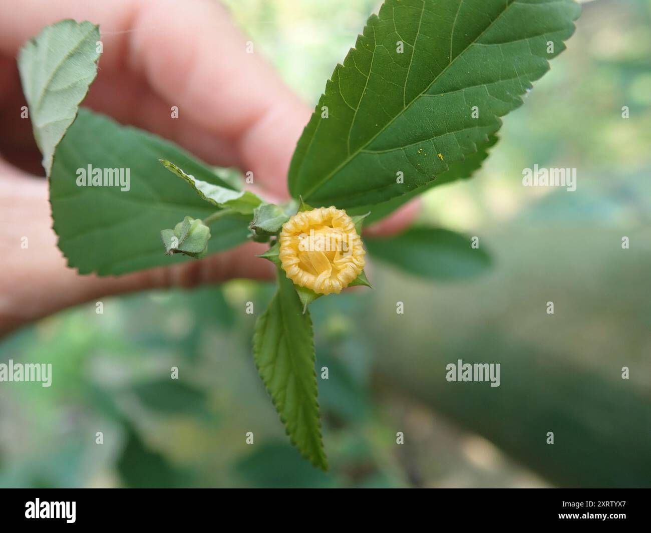 Cuban jute (Sida rhombifolia) Plantae Stock Photo - Alamy