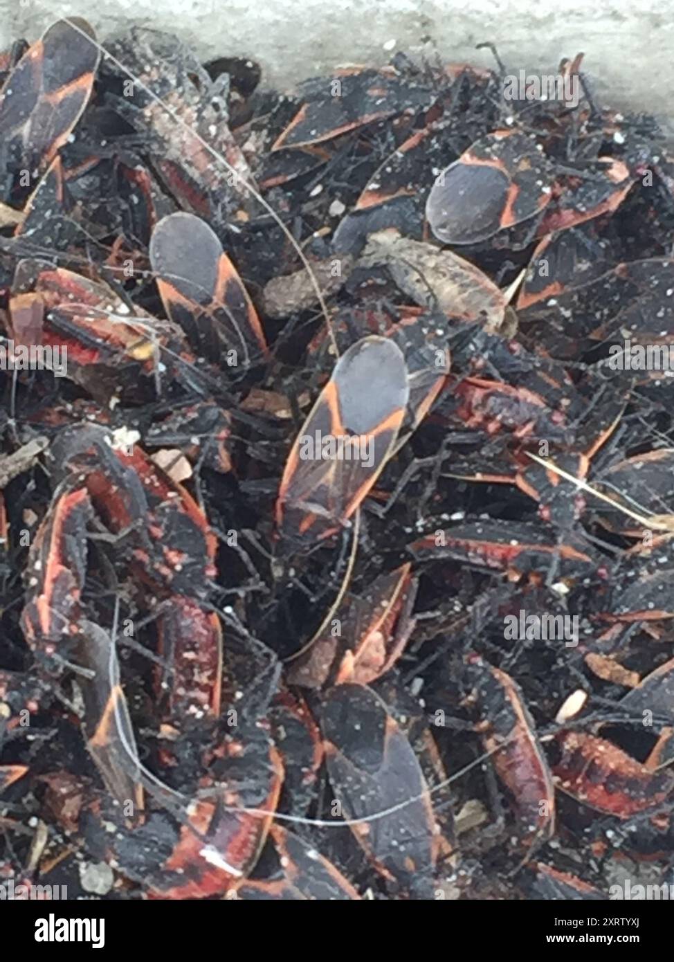 Eastern Boxelder Bug (Boisea trivittata) Insecta Stock Photo - Alamy