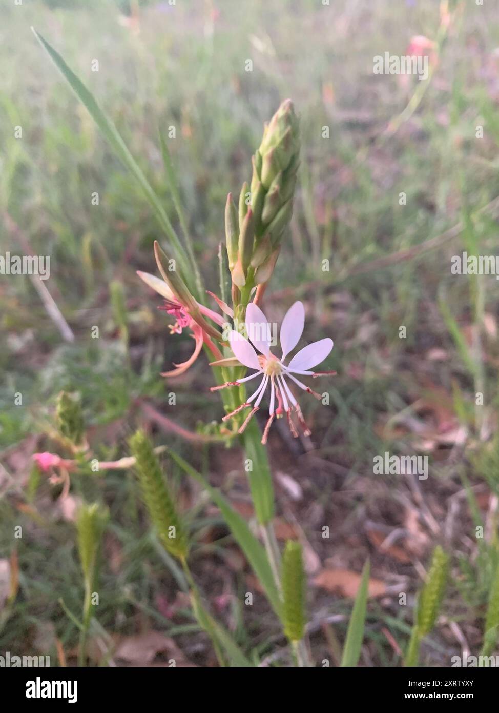 roadside gaura (Oenothera suffulta) Plantae Stock Photo - Alamy