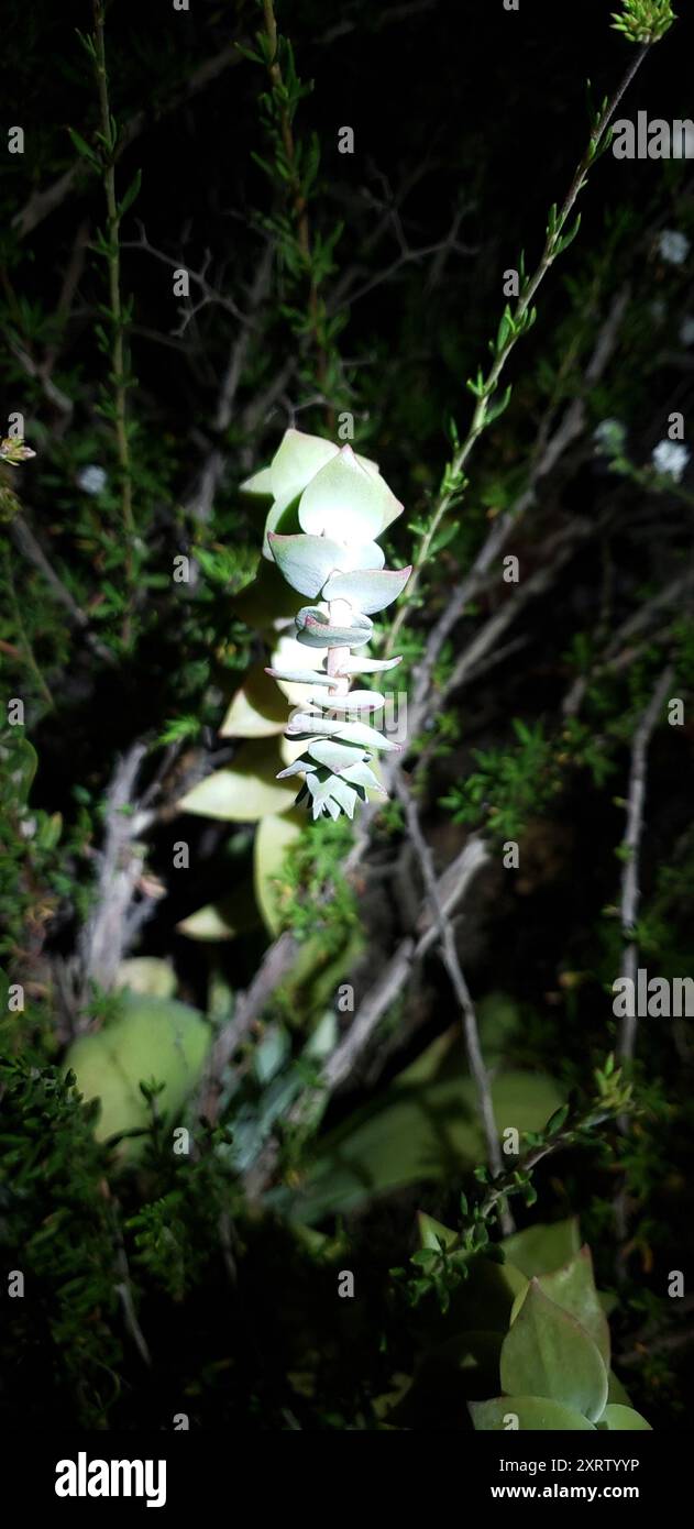 Chalk Dudleya (Dudleya pulverulenta) Plantae Stock Photo - Alamy