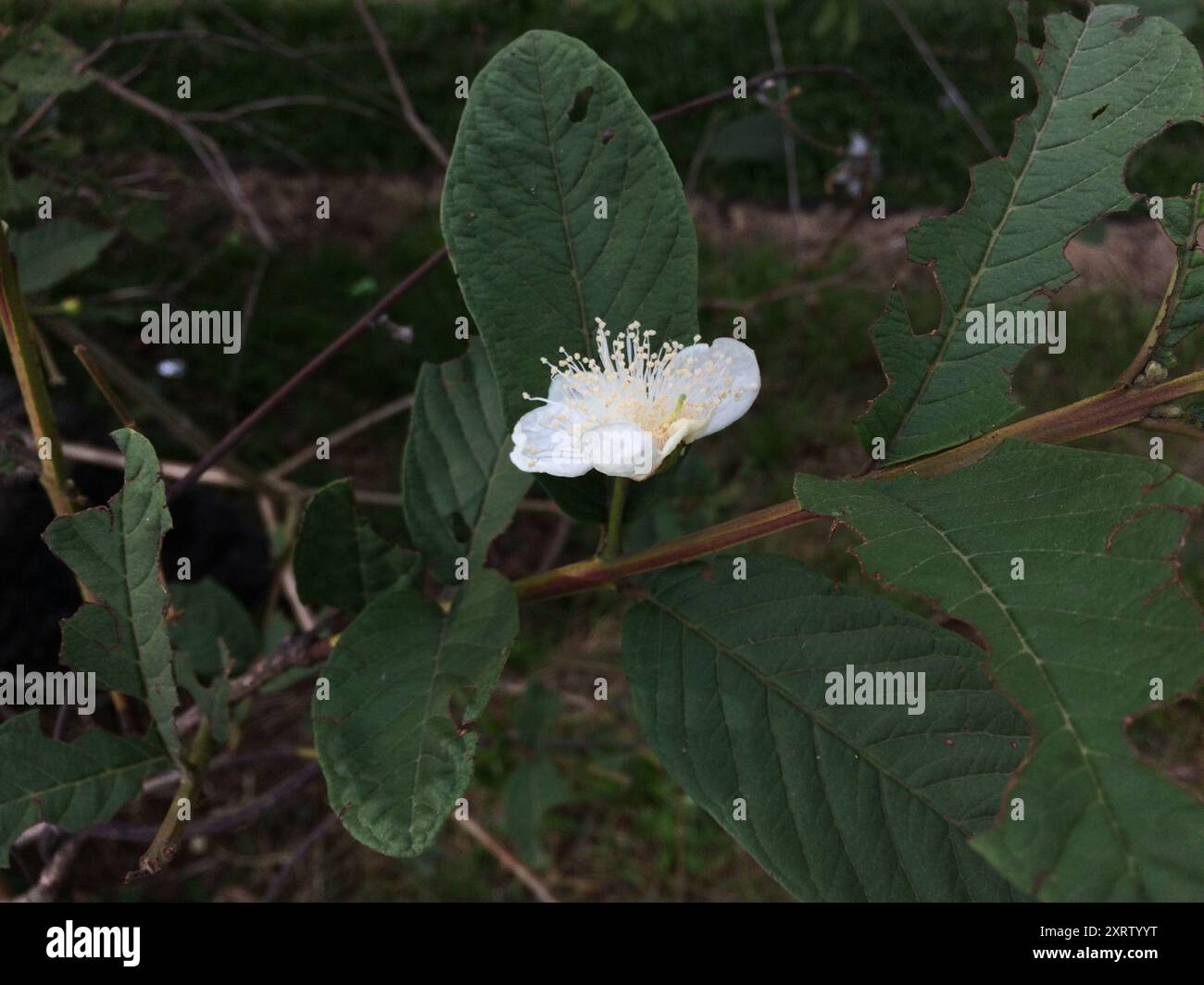 Common guava (Psidium guajava) Plantae Stock Photo - Alamy