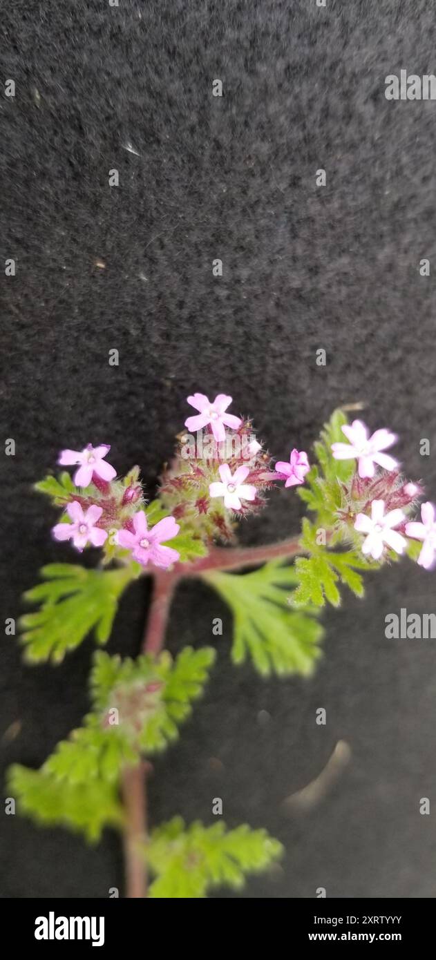 Dwarf Verbena (Glandularia pumila) Plantae Stock Photo - Alamy