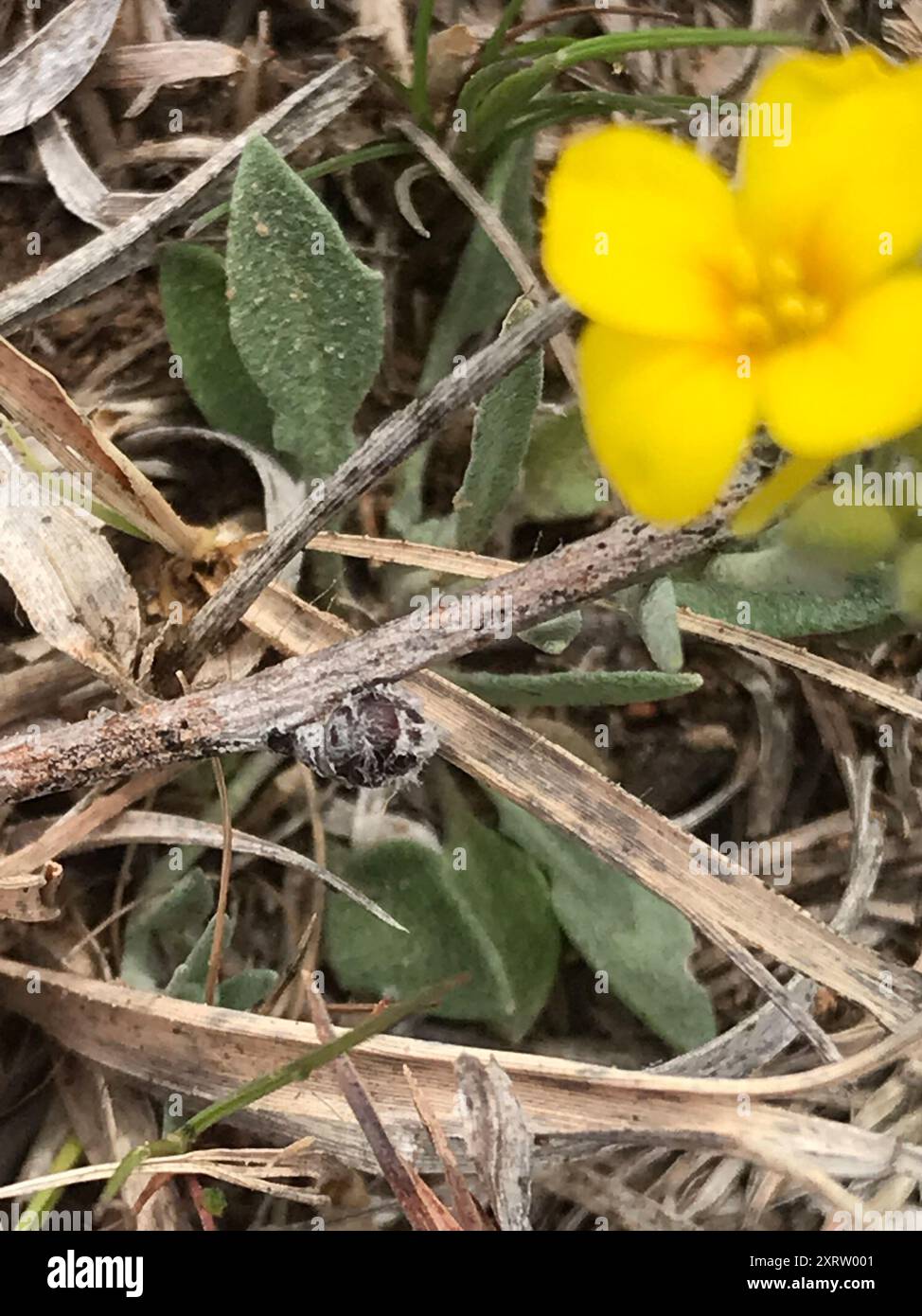 bladderpods (Physaria) Plantae Stock Photo - Alamy