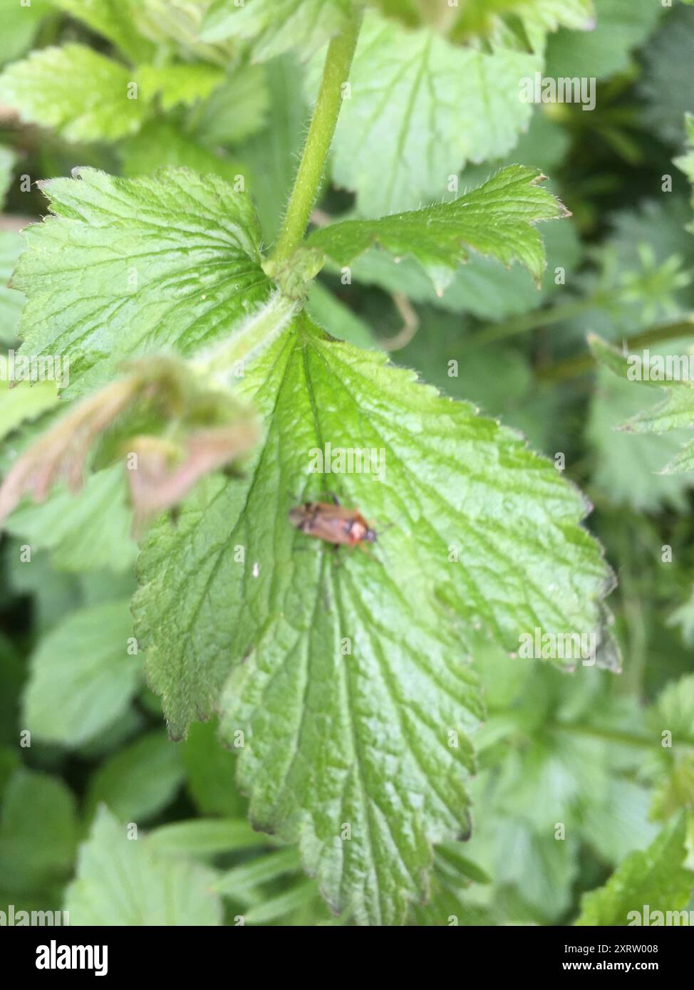 handsome plant bug (Harpocera thoracica) Insecta Stock Photo - Alamy