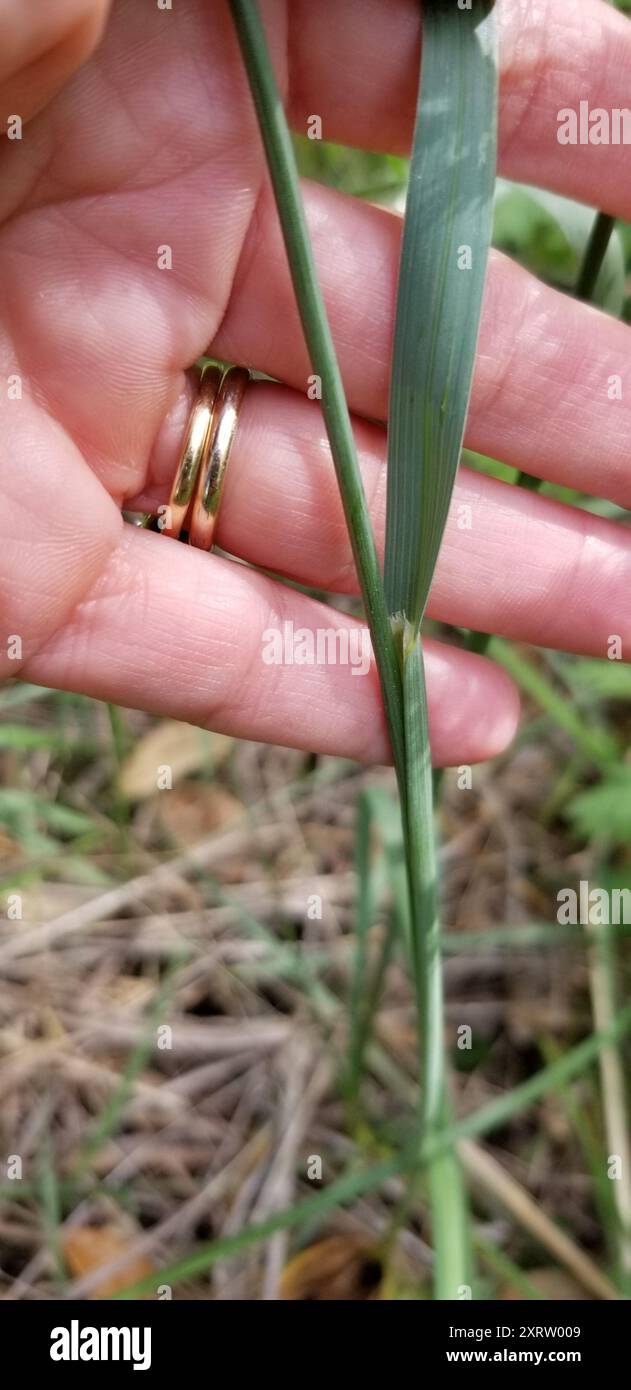 Texas bluegrass (Poa arachnifera) Plantae Stock Photo - Alamy