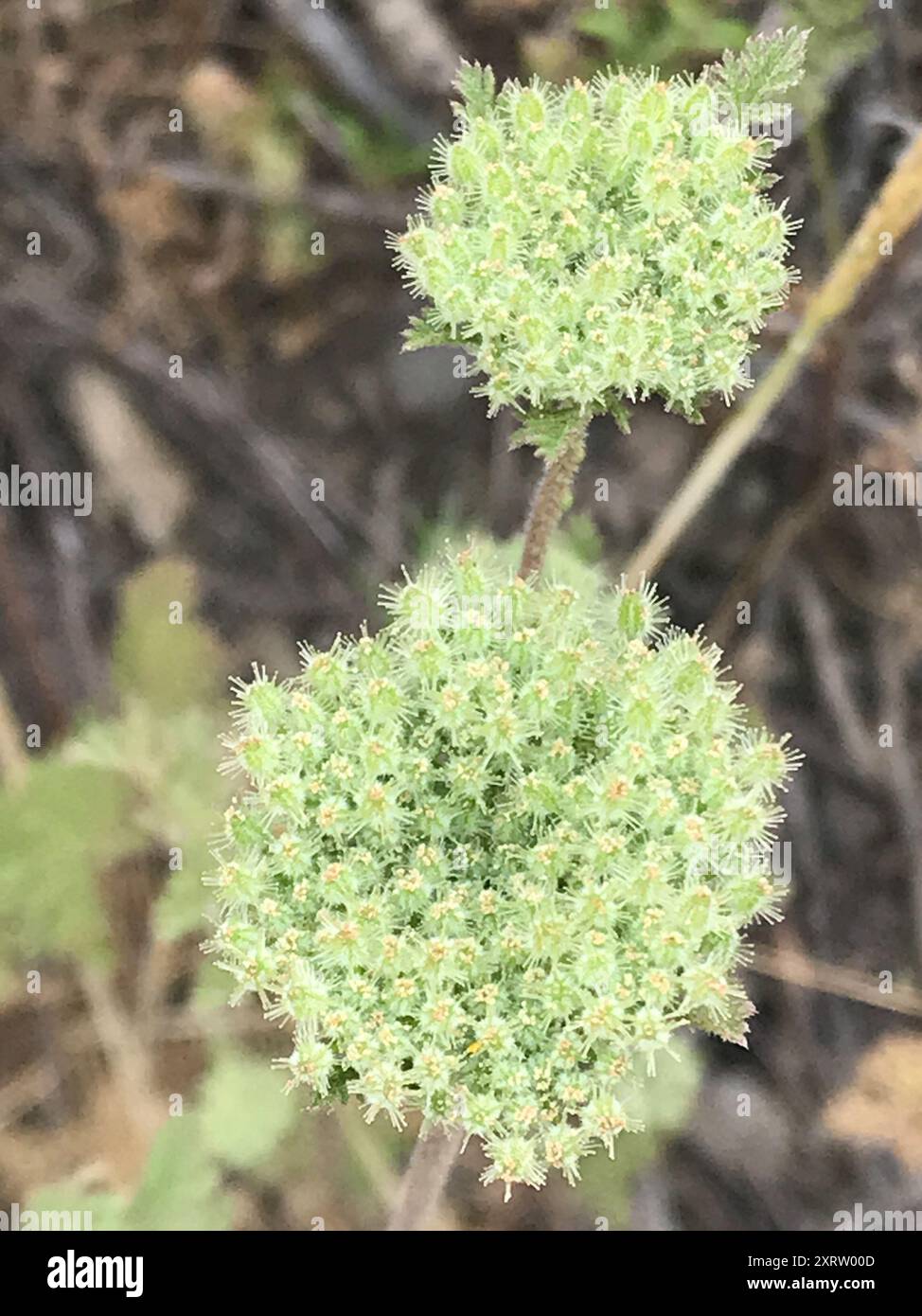 American wild carrot (Daucus pusillus) Plantae Stock Photo - Alamy