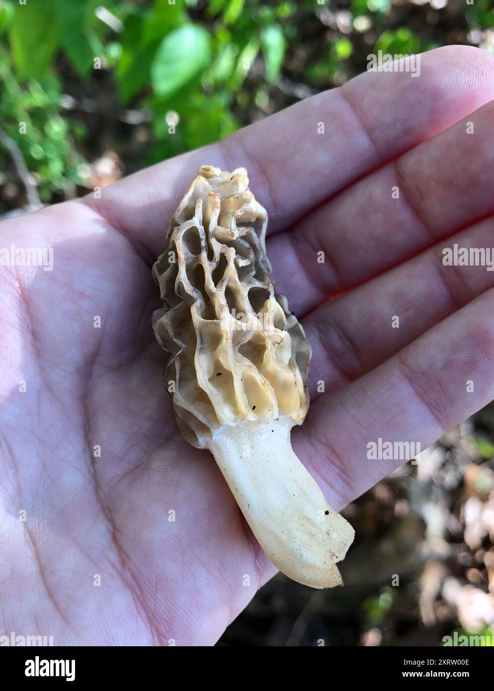 Tulip Morel (Morchella diminutiva) Fungi Stock Photo - Alamy