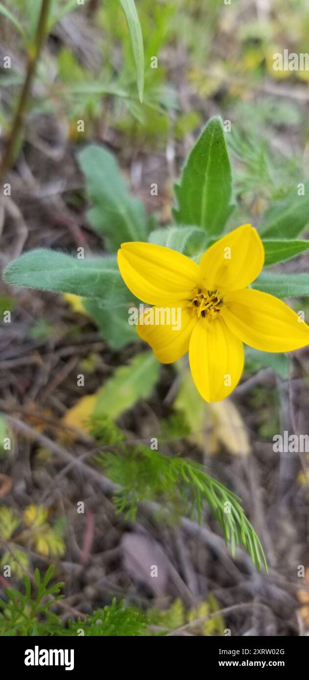 Texas yellow star (Lindheimera texana) Plantae Stock Photo - Alamy