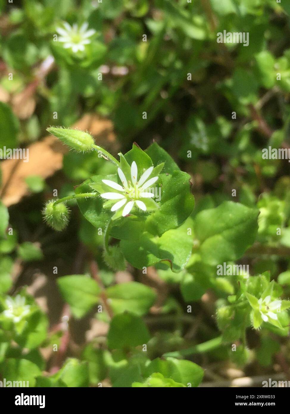 common chickweed (Stellaria media) Plantae Stock Photo - Alamy