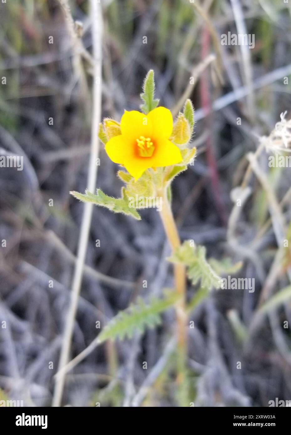 Blazingstars (Mentzelia) Plantae Stock Photo - Alamy