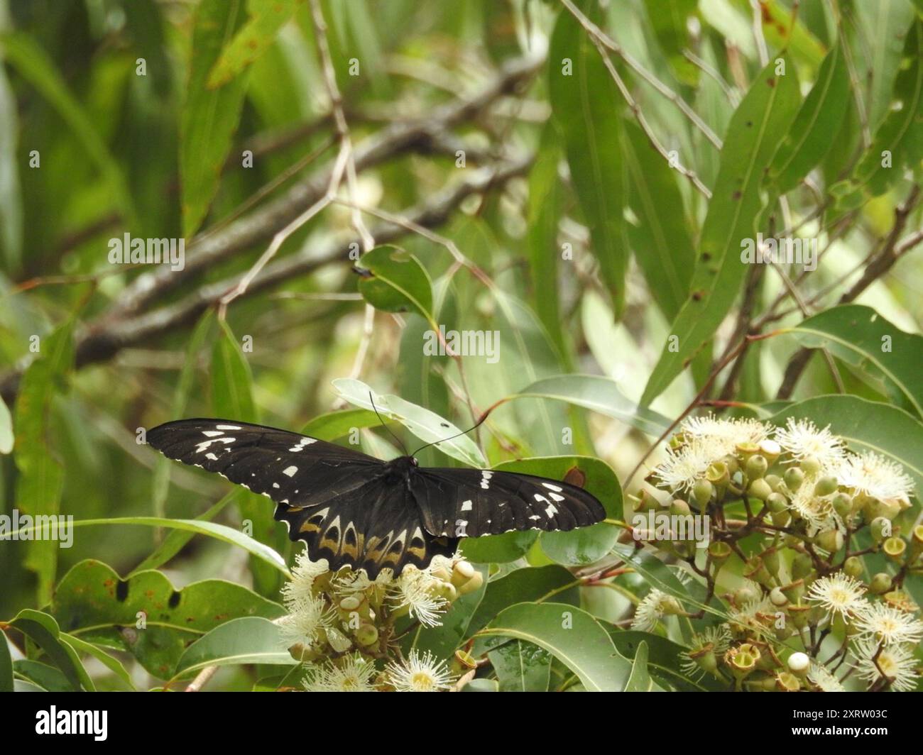 Cairns Birdwing (Ornithoptera euphorion) Insecta Stock Photo - Alamy