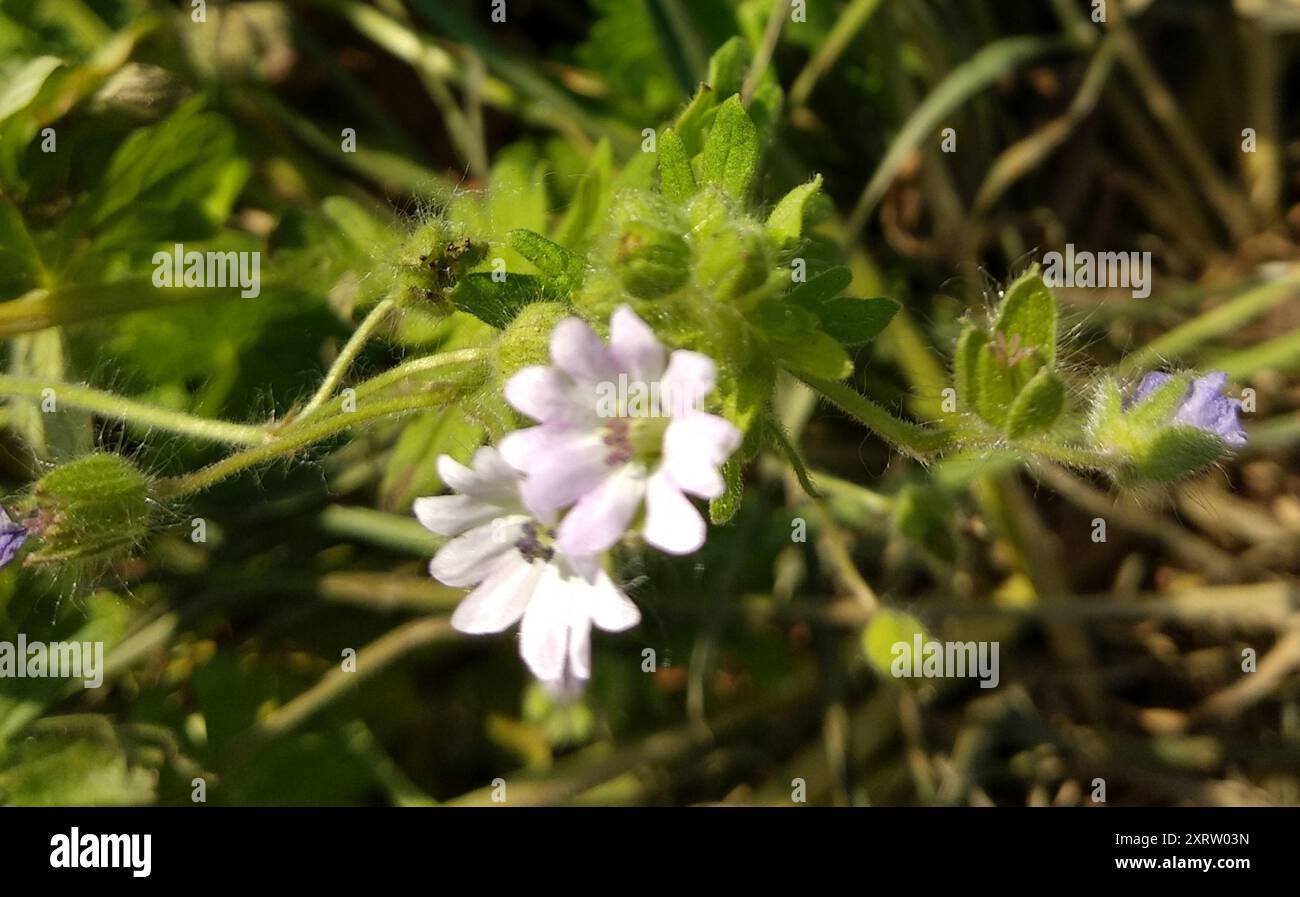 Geranium family (Geraniaceae) Plantae Stock Photo - Alamy