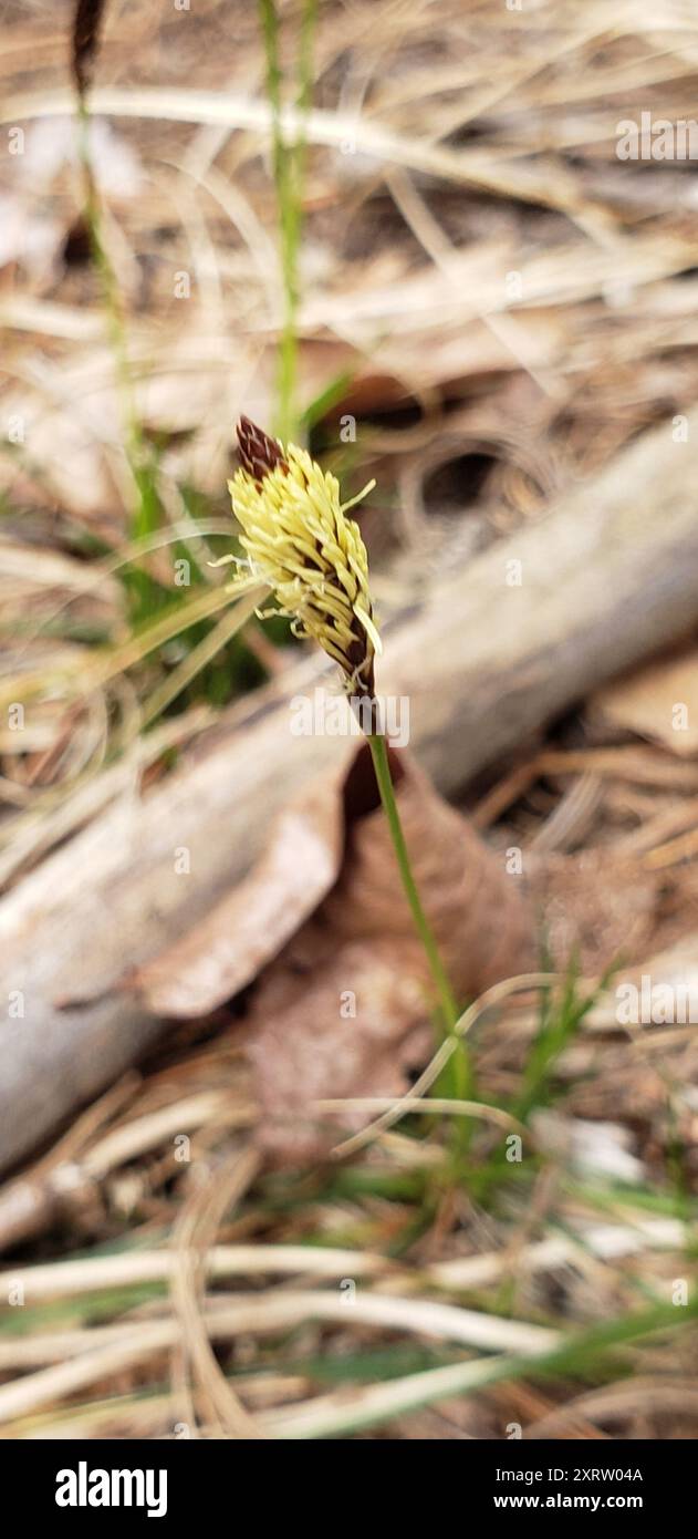 Pennsylvania sedge (Carex pensylvanica) Plantae Stock Photo - Alamy