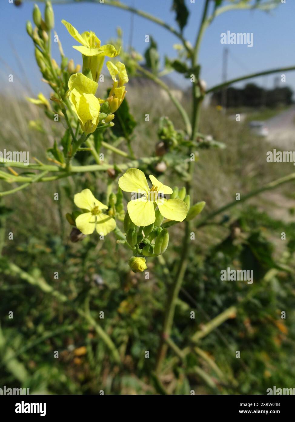 Shortpod Mustard (Hirschfeldia incana) Plantae Stock Photo - Alamy