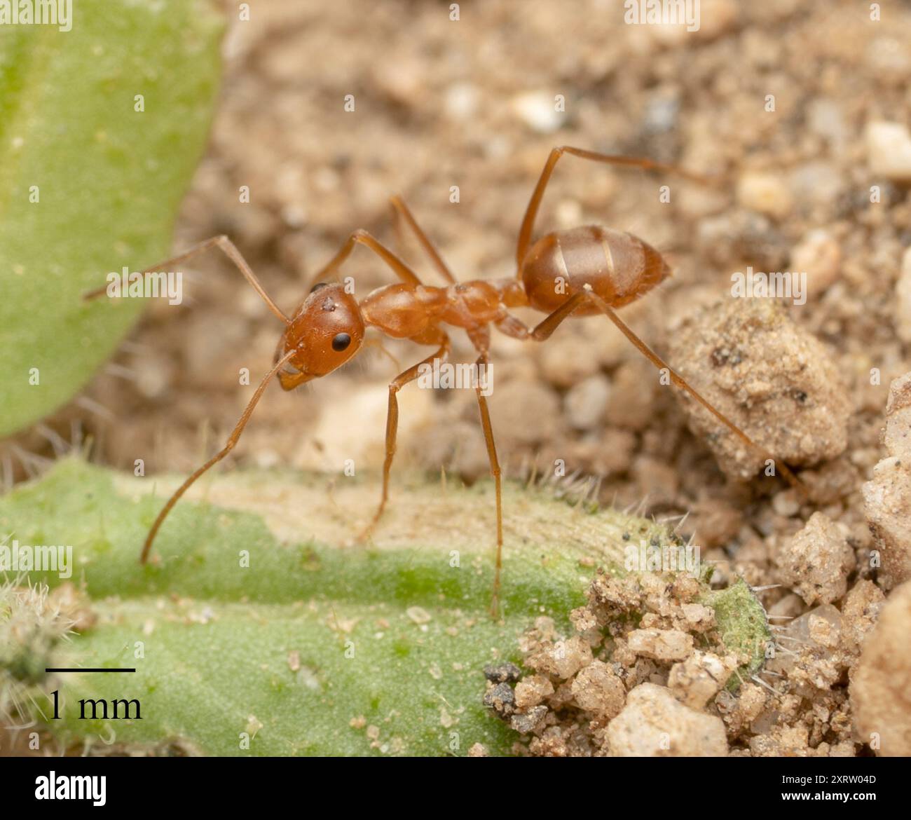 Wheeler’s Honeypot Ant (Myrmecocystus wheeleri) Insecta Stock Photo - Alamy
