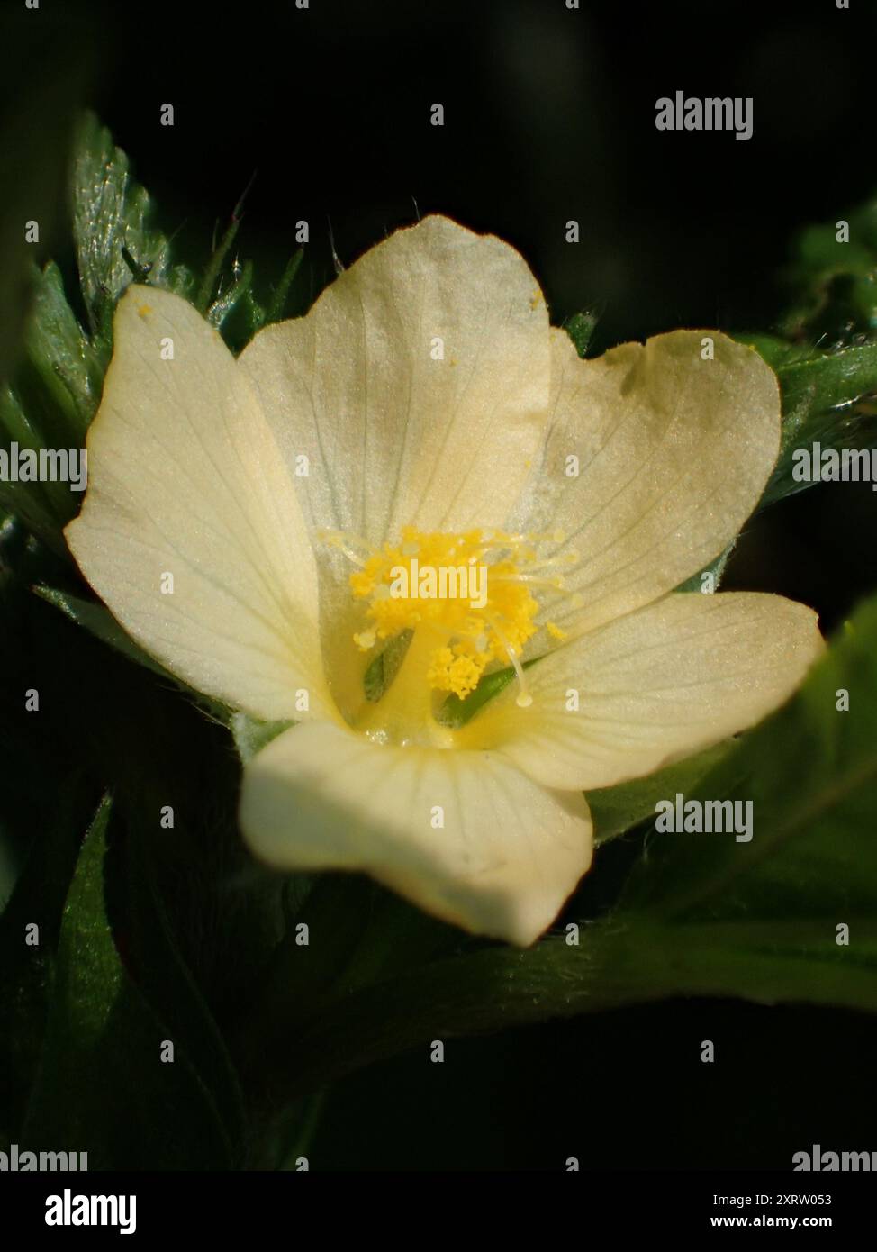 three-lobe false mallow (Malvastrum coromandelianum) Plantae Stock ...