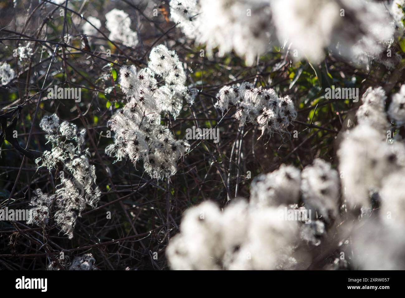 Fluffy seed pods hi-res stock photography and images - Alamy