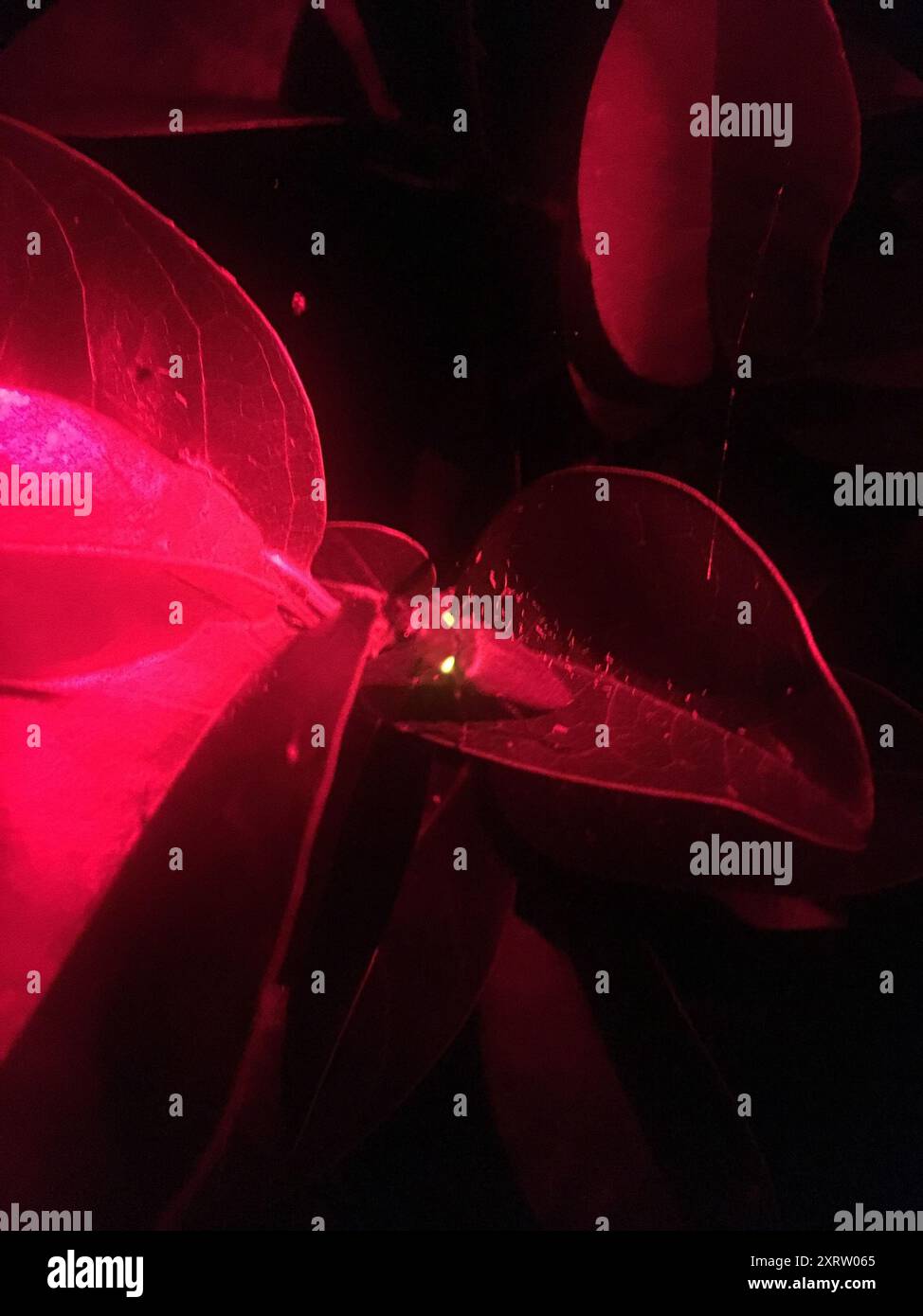 Headlight Beetles (Pyrophorini) Insecta Stock Photo - Alamy