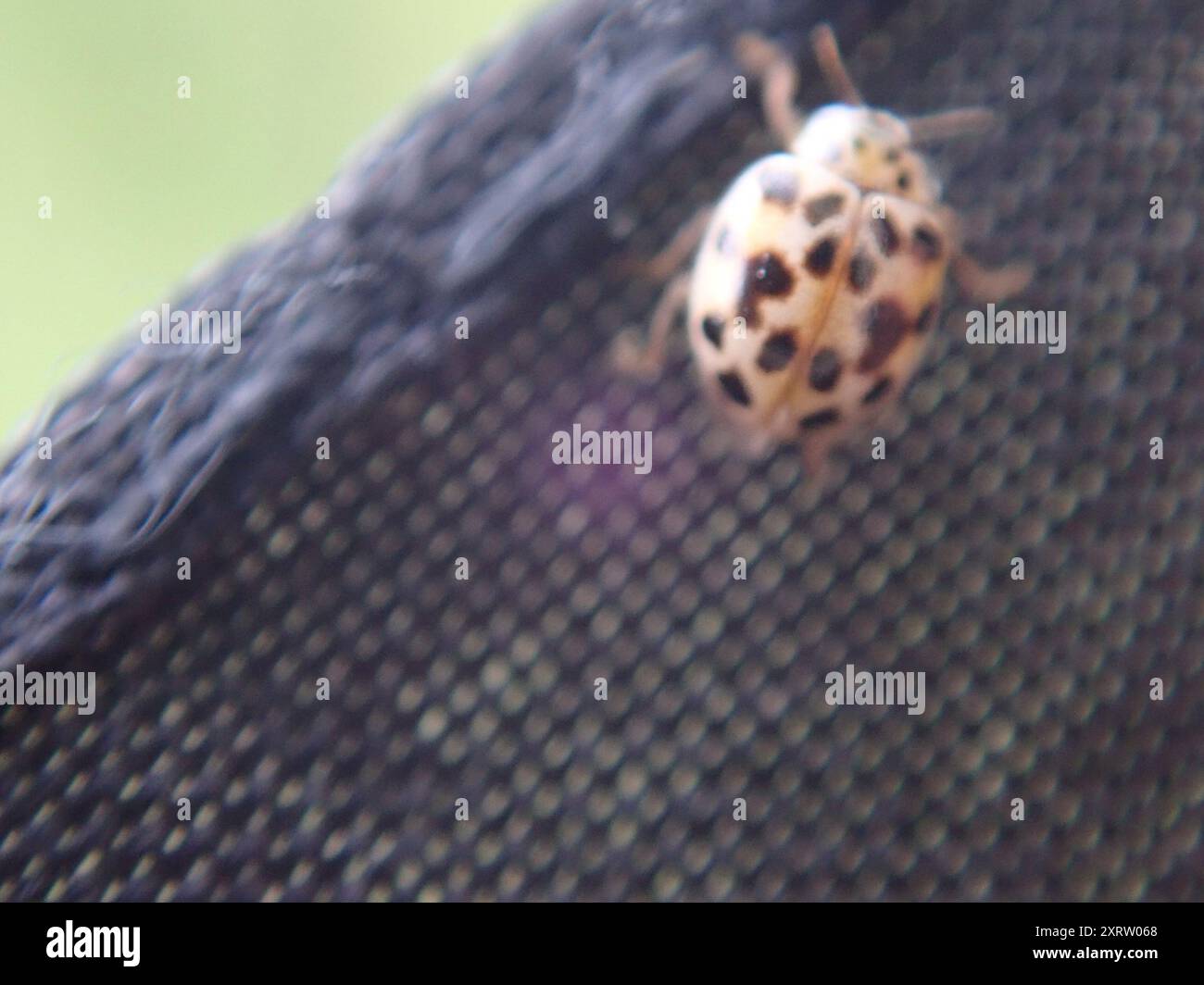 Twenty-spotted Lady Beetle (Psyllobora vigintimaculata) Insecta Stock ...
