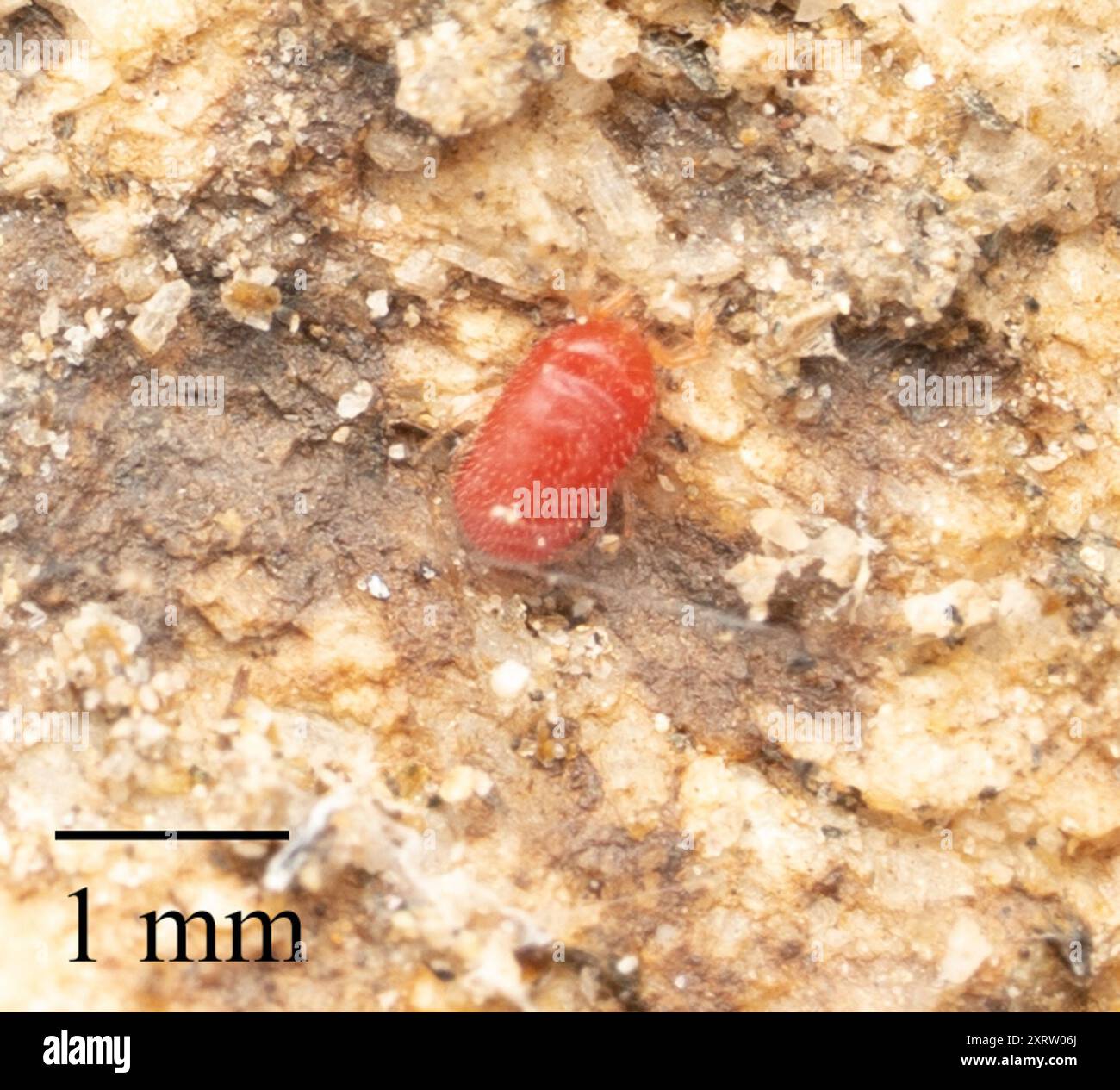 Sidewalk Mites (Balaustium) Arachnida Stock Photo - Alamy
