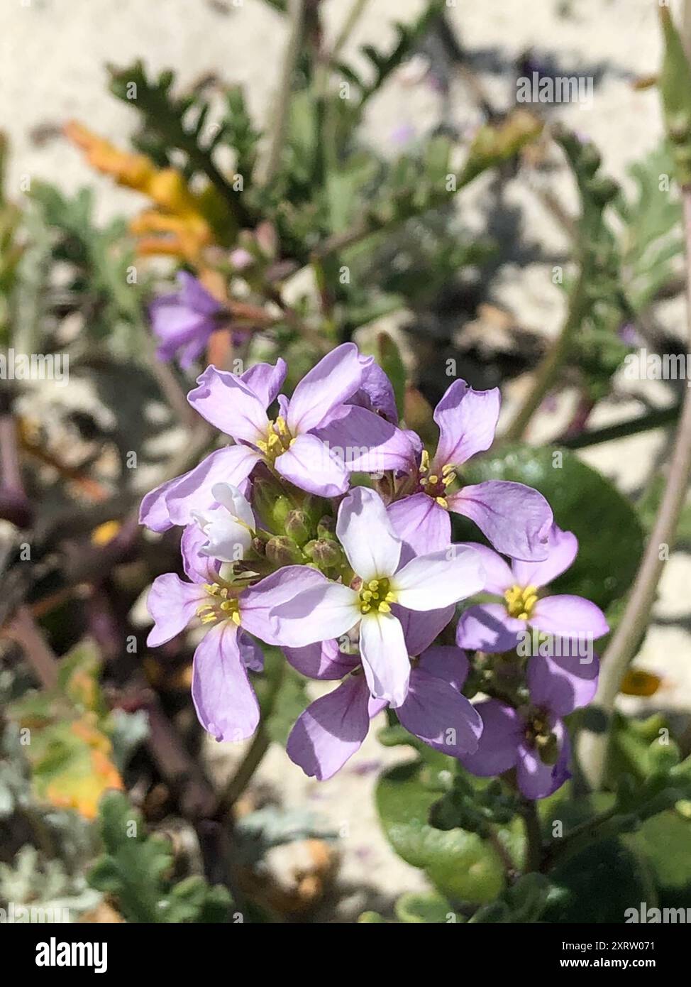 European Searocket (Cakile maritima) Plantae Stock Photo - Alamy