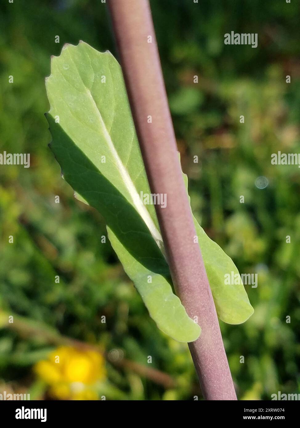 Turnip (Brassica rapa rapa) Plantae Stock Photo - Alamy
