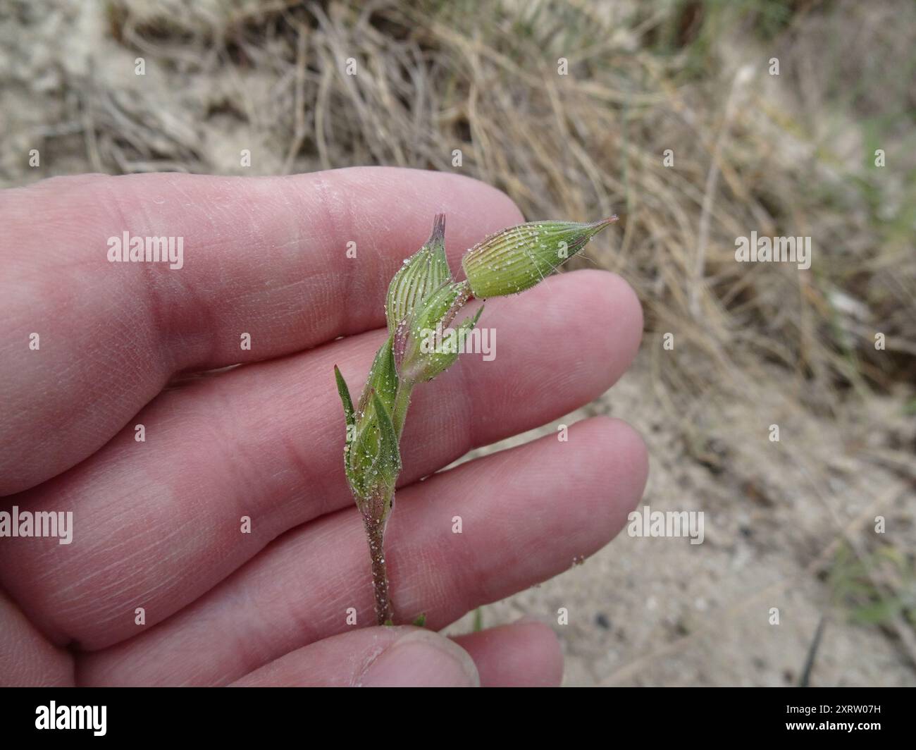 Sand Catchfly (Silene conica) Plantae Stock Photo - Alamy