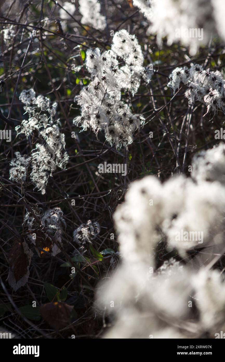 Fluffy seed pods backlit in a wild hedgerow Stock Photo - Alamy