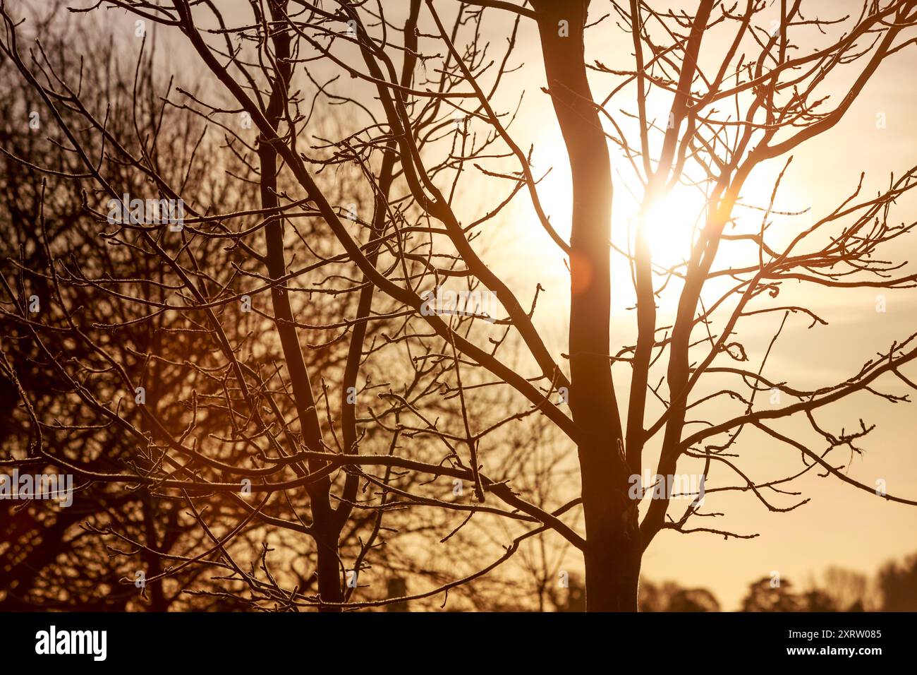 Sunrise behind frost edged trees and branches seen in silhouette Stock ...