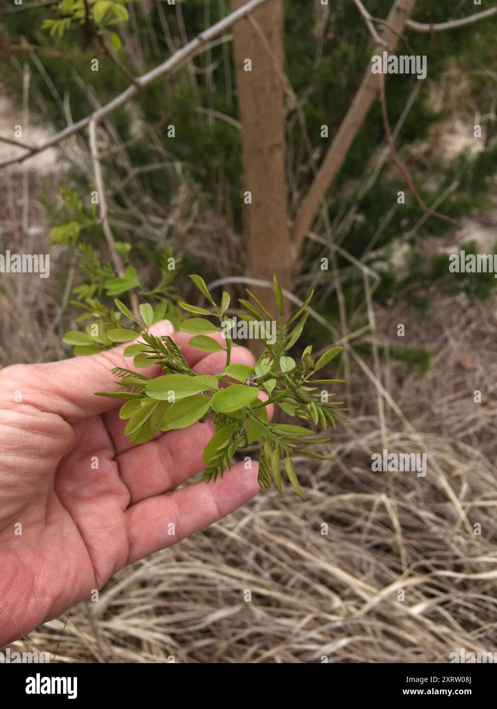 black locust (Robinia pseudoacacia) Plantae Stock Photo - Alamy