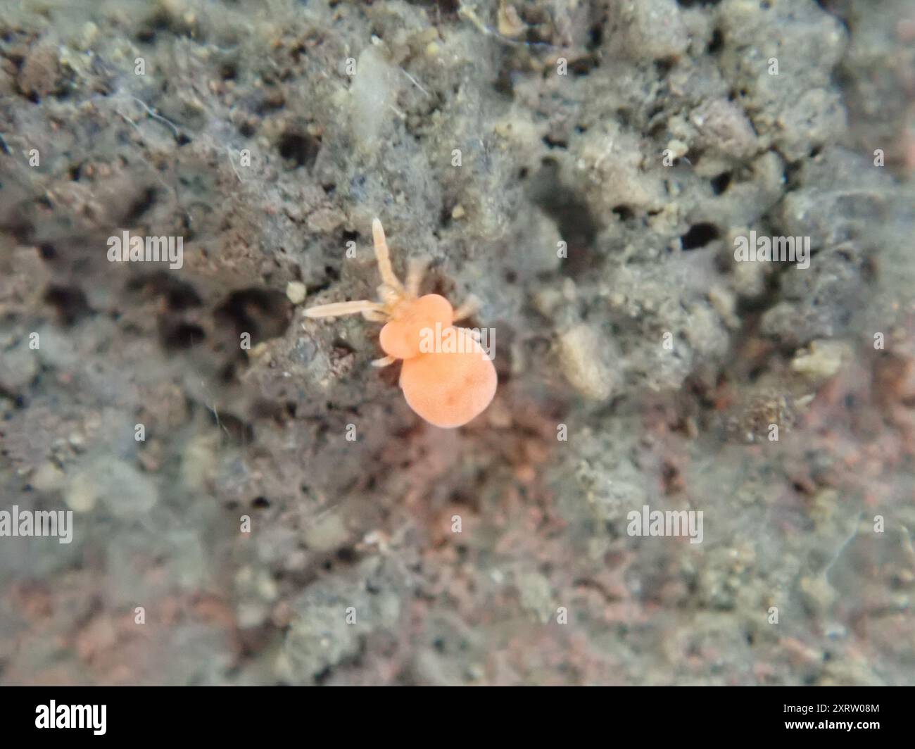 Mites and Ticks (Acari) Arachnida Stock Photo - Alamy