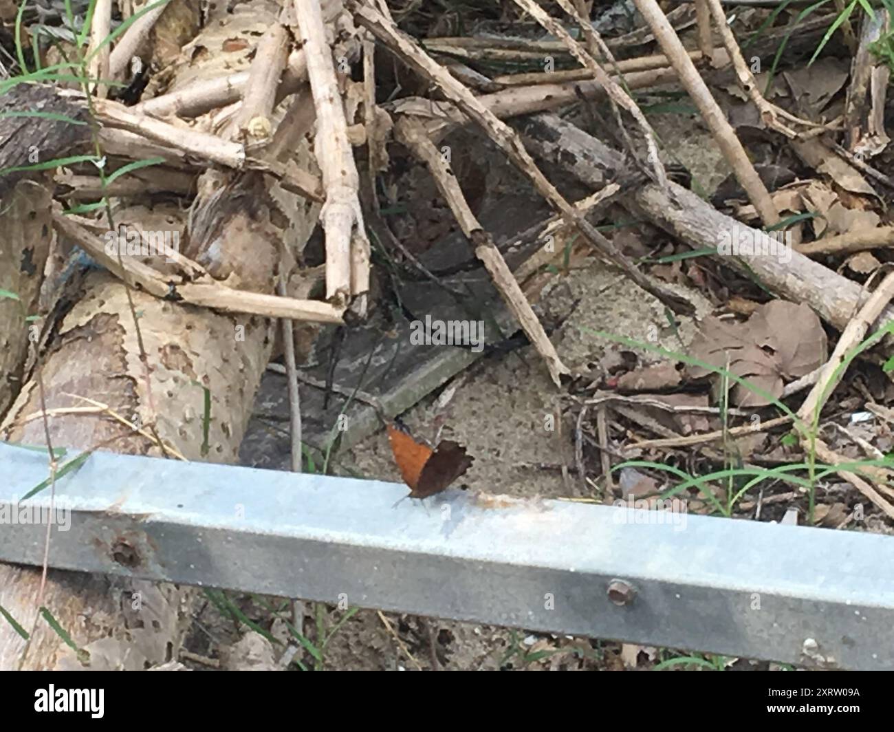 Angled Castor (Ariadne ariadne) Insecta Stock Photo - Alamy