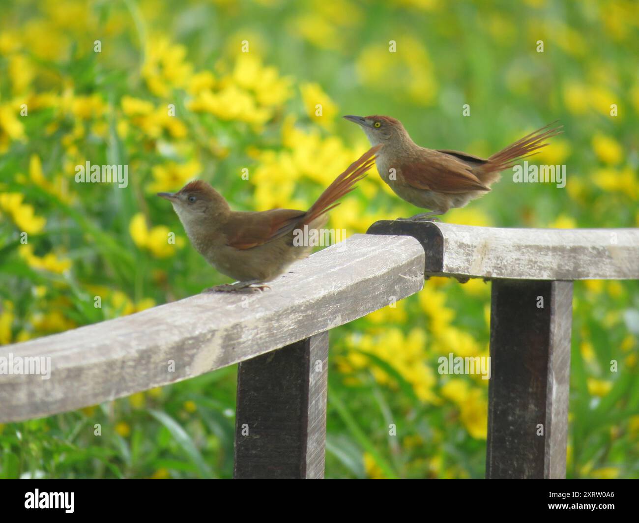 Greater Thornbird (Phacellodomus ruber) Aves Stock Photo - Alamy