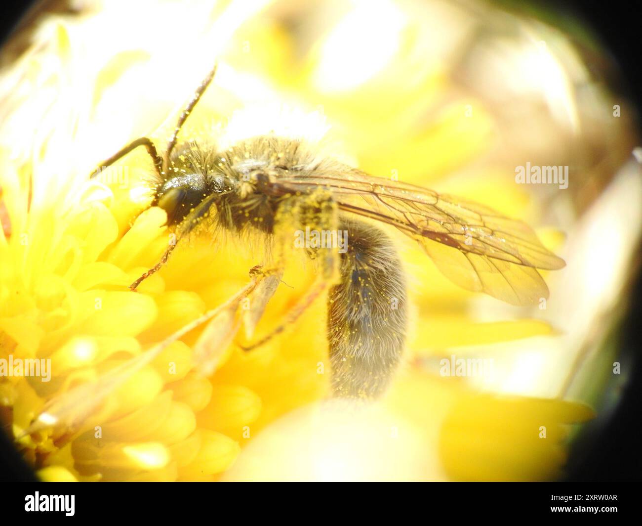 Mining Bees (Andrena) Insecta Stock Photo - Alamy