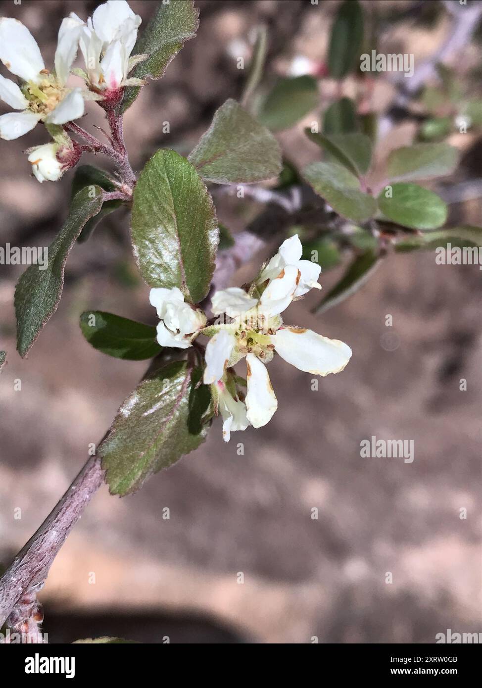 Utah Serviceberry (Amelanchier utahensis) Plantae Stock Photo - Alamy