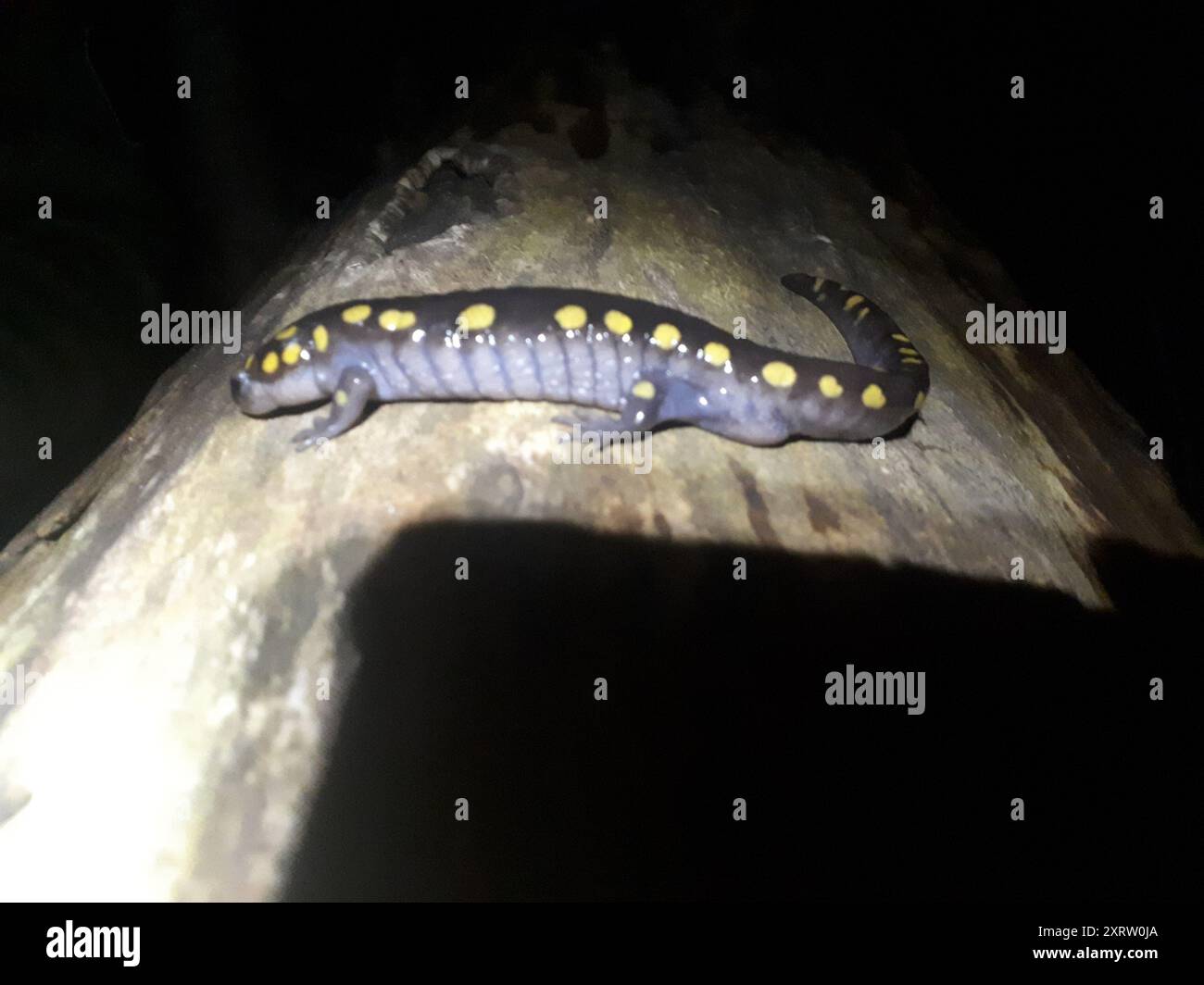 Spotted Salamander (Ambystoma maculatum) Amphibia Stock Photo - Alamy