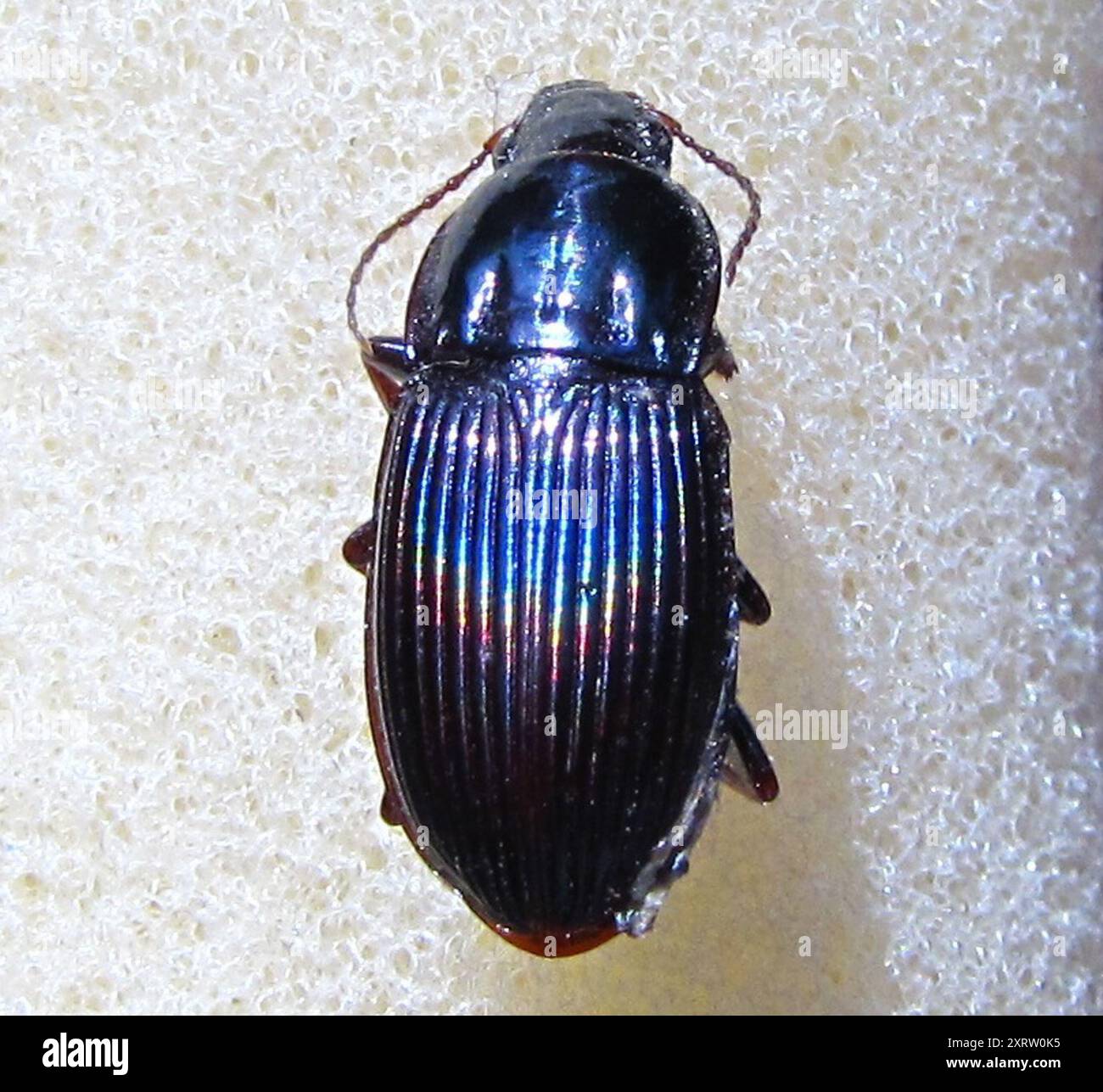(Pterostichus sculptus) Insecta Stock Photo - Alamy