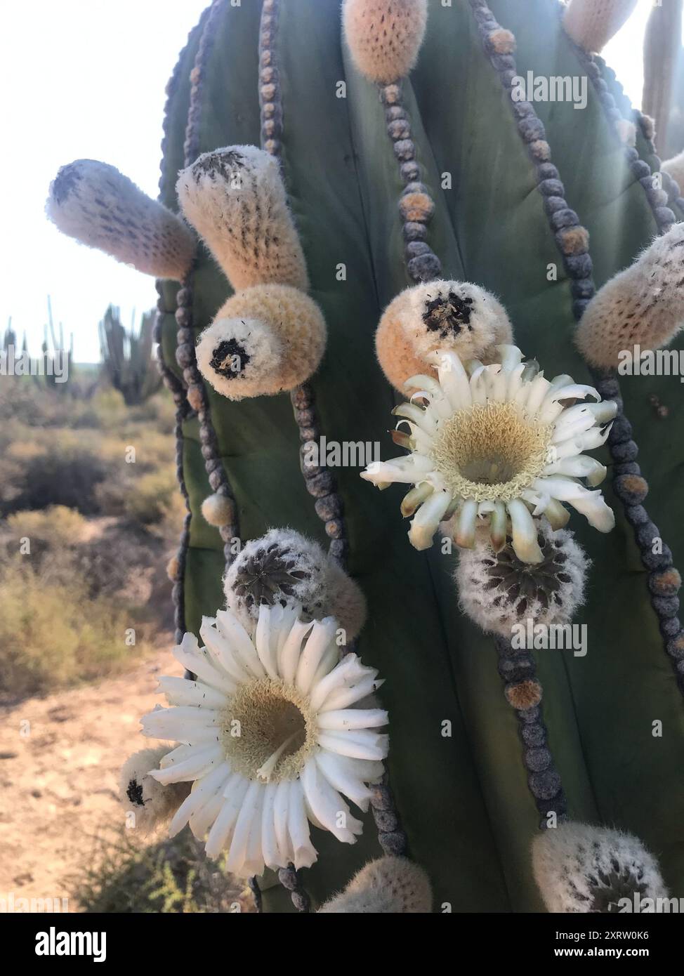 Mexican Giant Cactus (Pachycereus pringlei) Plantae Stock Photo - Alamy