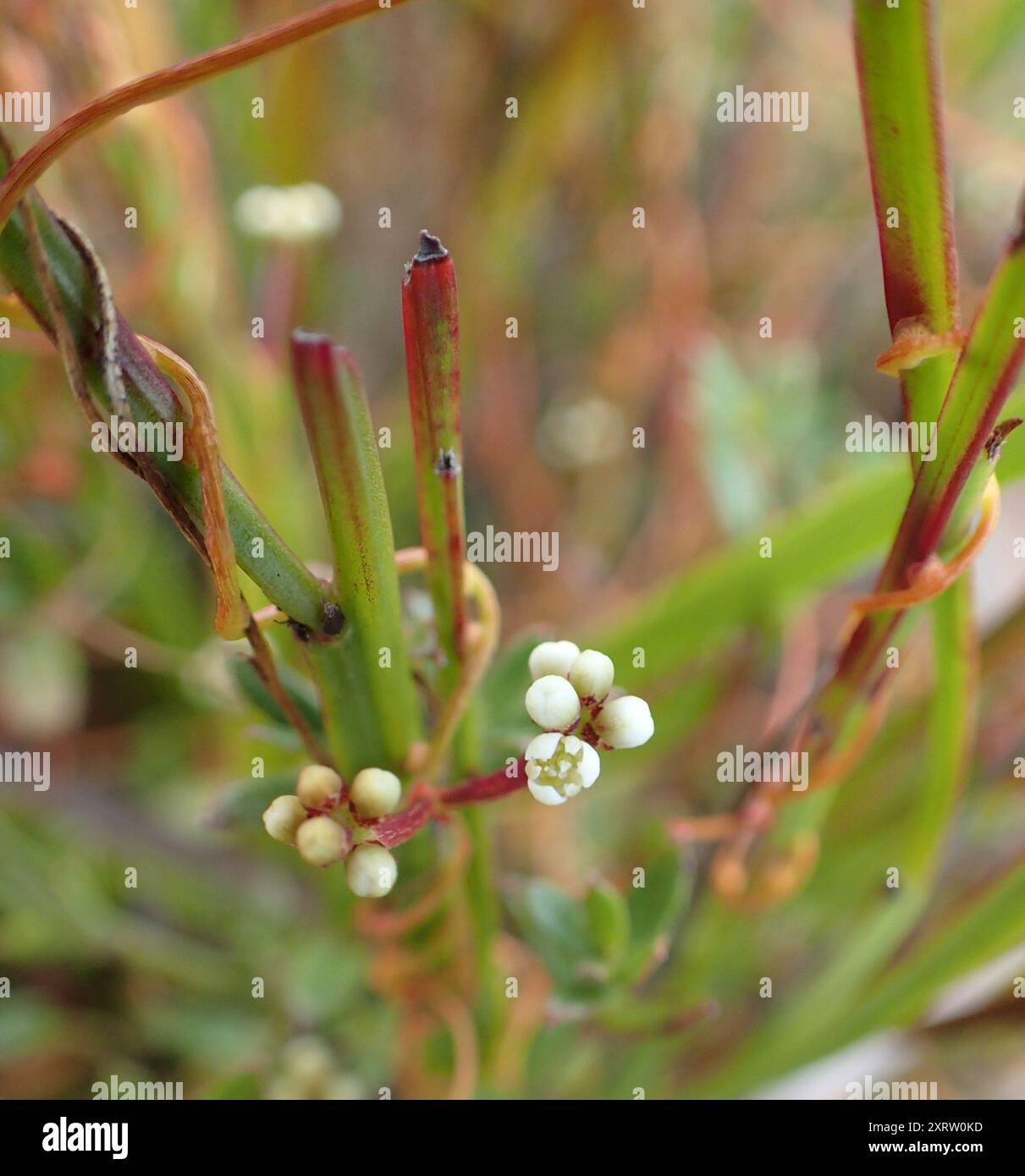 Slender Devil's Twine (Cassytha glabella) Plantae Stock Photo - Alamy