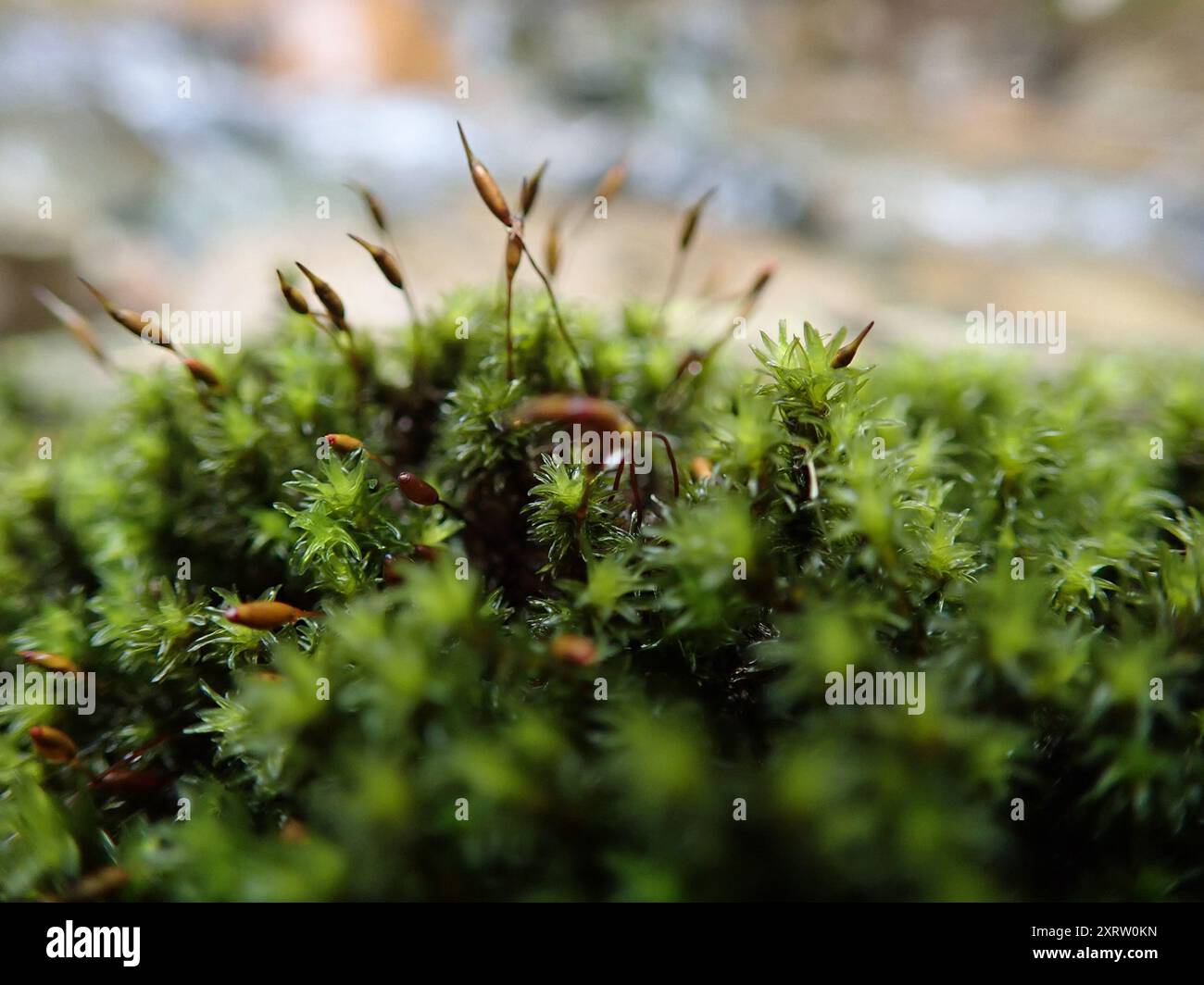 Yellow Fringe-moss (Racomitrium aciculare) Plantae Stock Photo - Alamy
