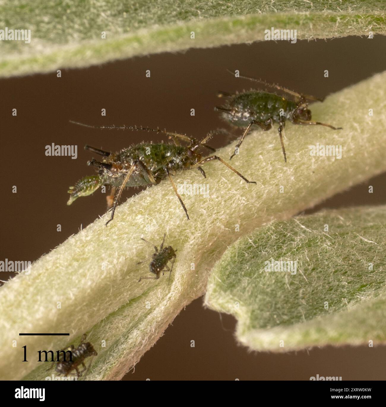 Aphids (Aphididae) Insecta Stock Photo - Alamy