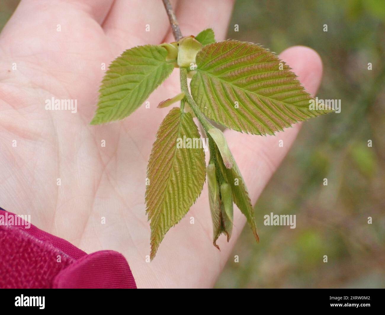 birch family (Betulaceae) Plantae Stock Photo - Alamy