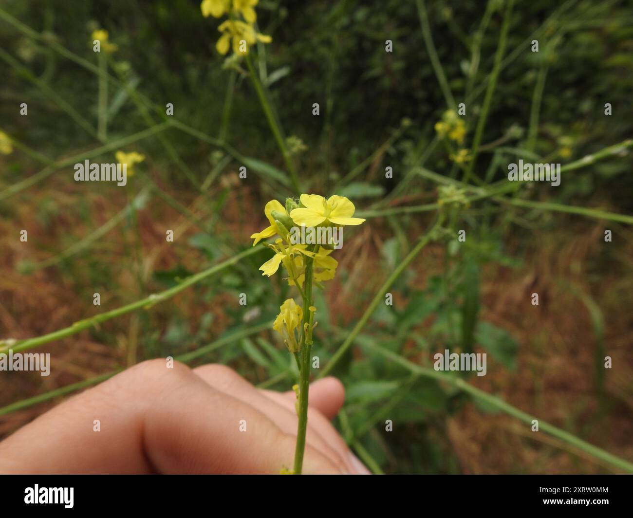 Shortpod Mustard (Hirschfeldia incana) Plantae Stock Photo - Alamy