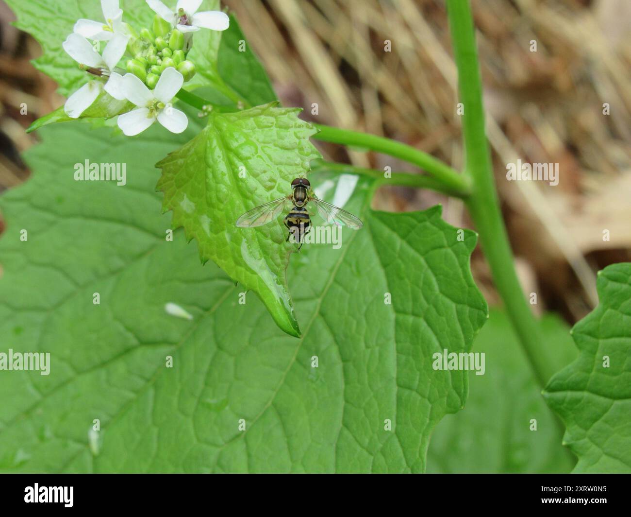 Eastern Calligrapher (Toxomerus geminatus) Insecta Stock Photo - Alamy