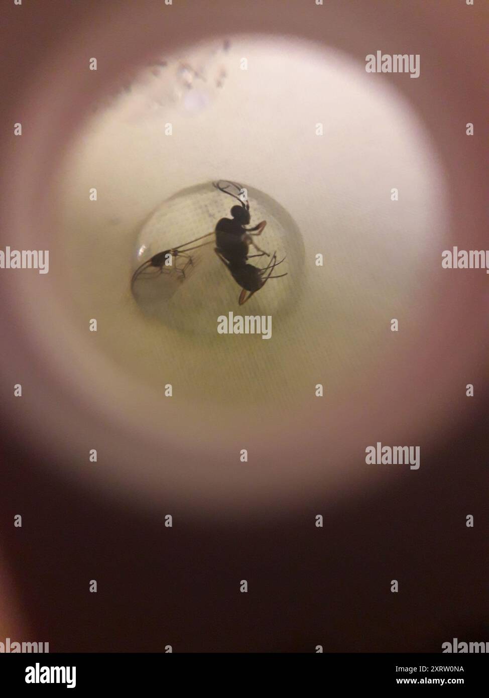 Narrow-waisted Wasps, Ants, and Bees (Apocrita) Insecta Stock Photo - Alamy