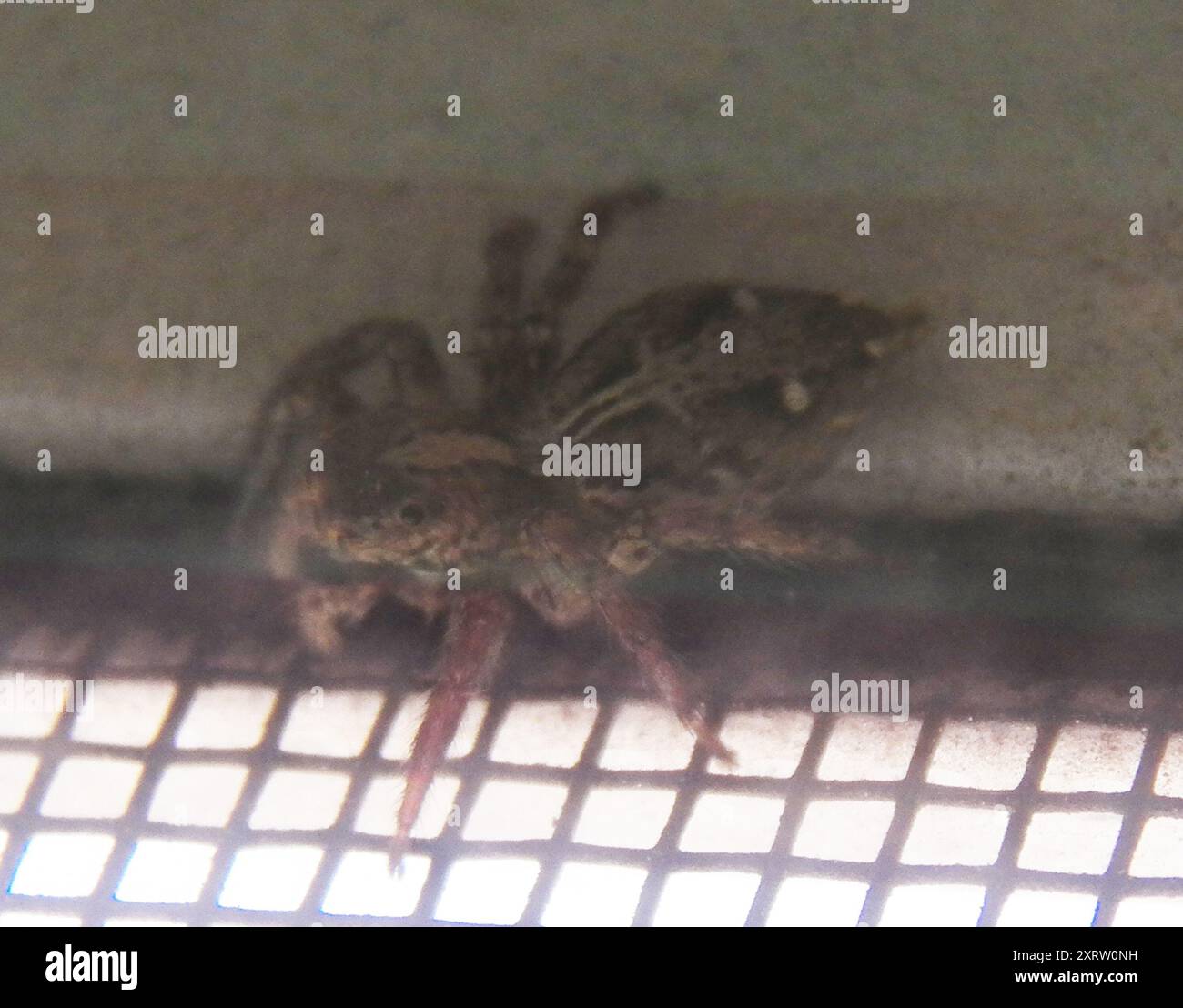 Pantropical jumping spider hi-res stock photography and images - Alamy