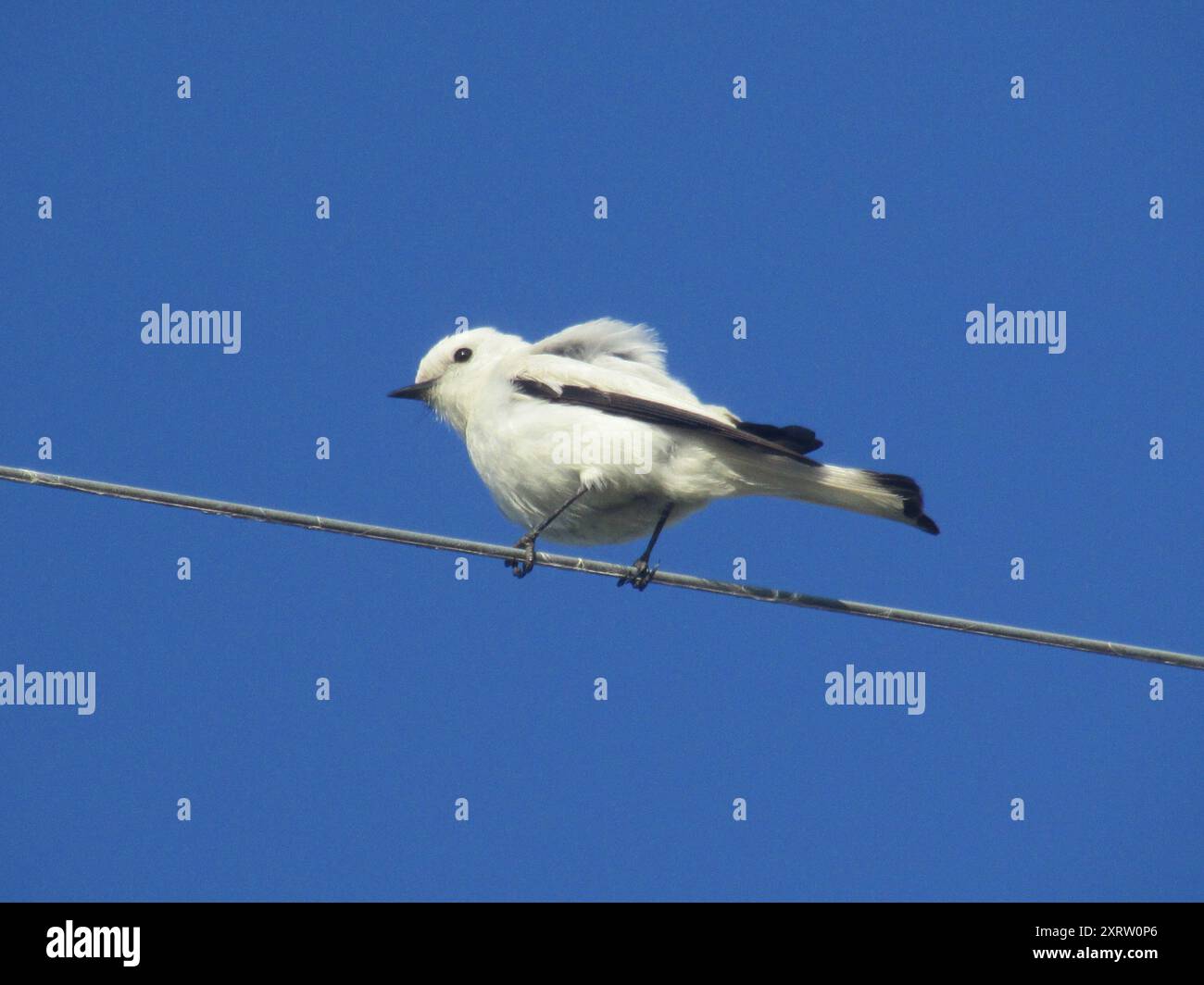 White Monjita (Xolmis irupero) Aves Stock Photo - Alamy