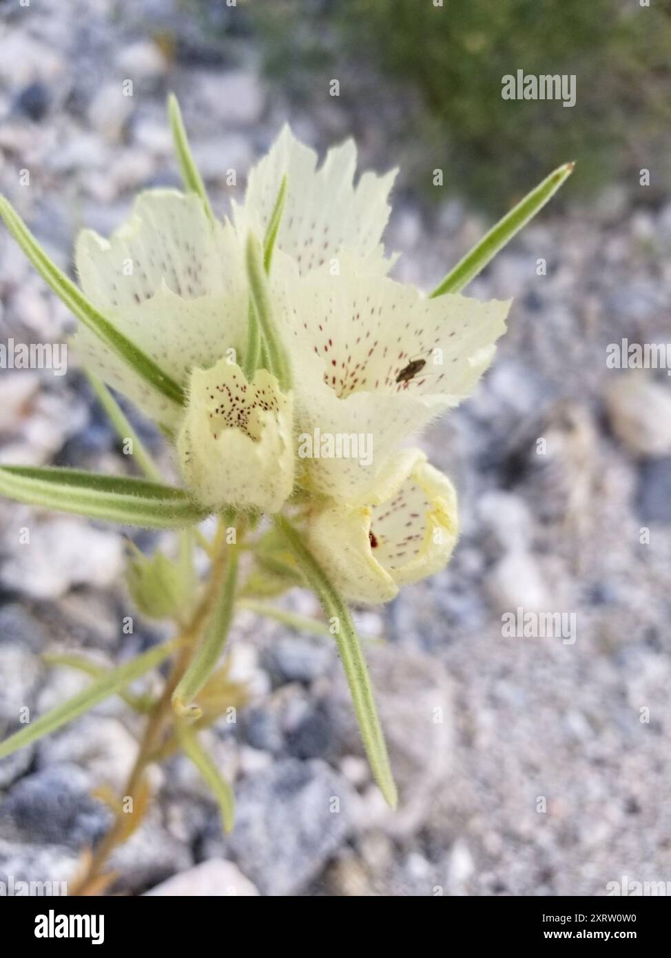 ghost flower (Mohavea confertiflora) Plantae Stock Photo - Alamy