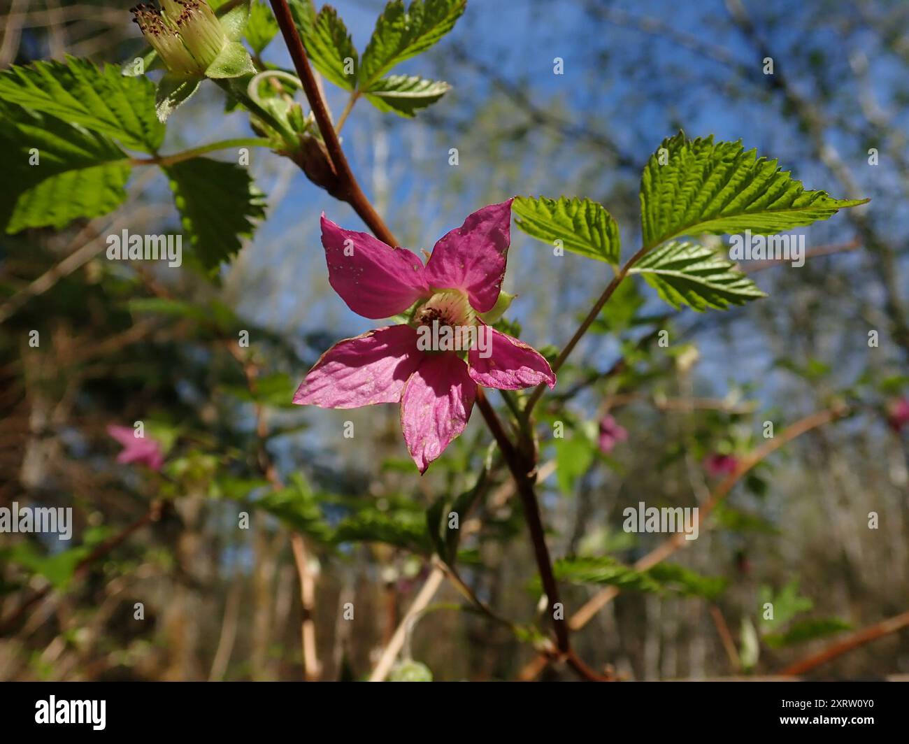 Salmonberry (Rubus spectabilis) Plantae Stock Photo - Alamy